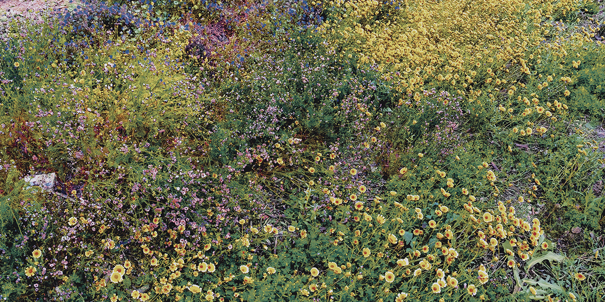 Bringing the Outside Inside: Professor Nancy Macko's New Tapestry, Lola ...