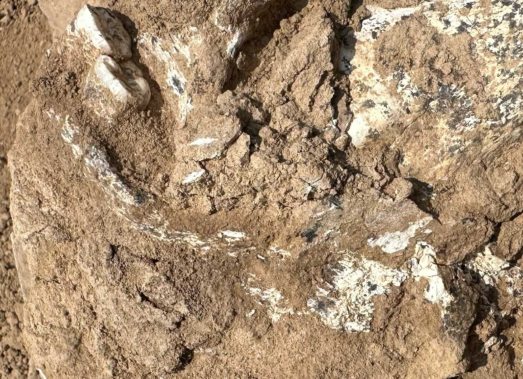 Human Bone Discovered by Juliette Zuniga 28 Gains Global Attention ...